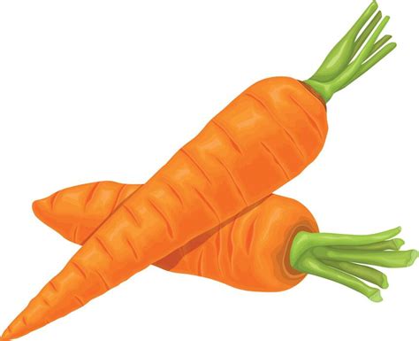 Realistic Carrot Vector Art Icons And Graphics For Free Download