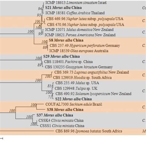 Phylogram Generated From Neighbor Joining Analysis Based On Alignment Download Scientific