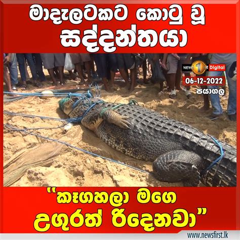 මාදැලටකට කොටු වූ සද්දන්තයා පයාගල දී අඩි 15ක පමණ දිග කිඹුලෙකු මාදැලකට හසු වී ඇත ප්‍රදේශවාසීන්