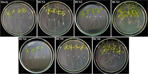 Effects Of The Selected Bacteria On Arabidopsis Thaliana Growth On ½ Ms Download Scientific