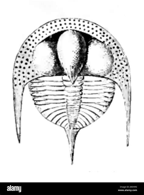 Trinucleus Cut Out Stock Images And Pictures Alamy