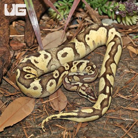 Baby Baby Enchi Firefly Hypo Ball Python For Sale Underground Reptiles
