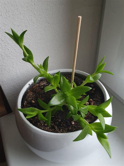 Update On My Kanna Plant Rkanna