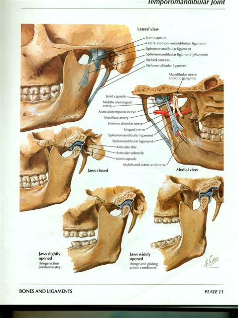 Netter Atlas Anatomy