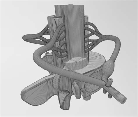 Simplified Spinal Cord Cross Section 3d Model 3d Printable Cgtrader
