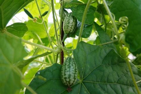 Premium Photo Cultivation Of Cucamelon Or Mouse Melon In The Backyard