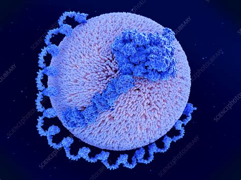 Lipoprotein A Particle Illustration Stock Image F037 2048 Science Photo Library