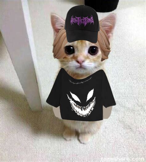 Zxc Cat  Zxc Cat Discover Share S Artofit