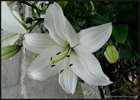 한송이 흰 백합화 네이버 블로그