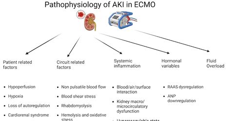 Nephron Power Concept Map Aki In Ecmo