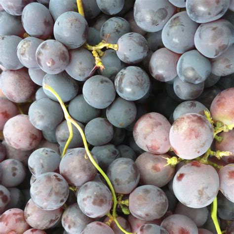Uva Nera Bolognesi Ortofrutta