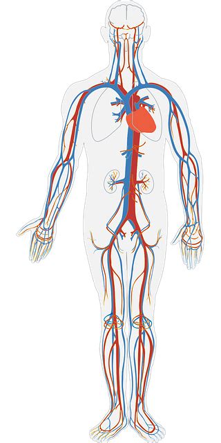 Blank Circulatory System Diagram