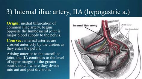 Vessels Of The Pelvis Pdf