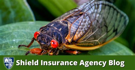 Invaders From Underground Are Coming In Cicada Geddon Blog Shield Insurance Agency