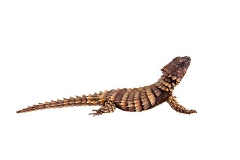 7 Steps Armadillo Lizard Breeding Guide For Beginners