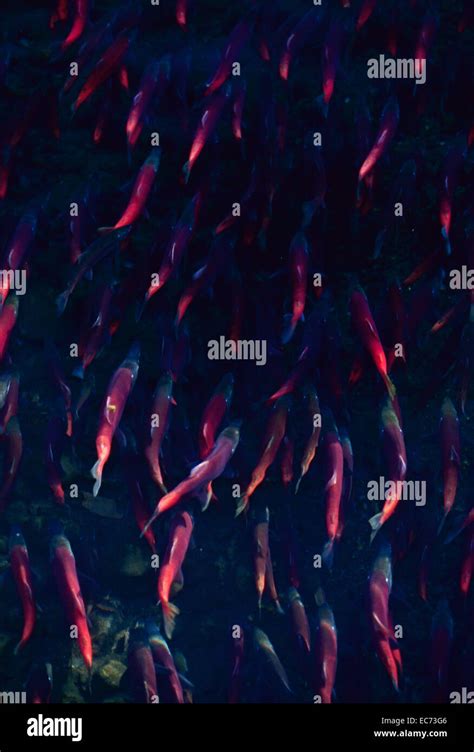 A School Of Kokanee Salmon Mass In South Lake Tahoe Californias Taylor