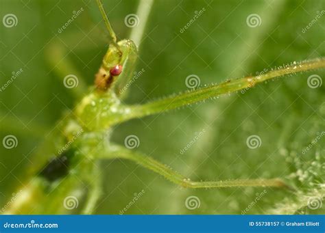 Assassin Bug On A Green Leaf Stock Image Image Of Flowers Flower 55738157