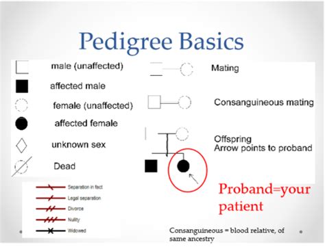 Genetic Inheritance Quiz Flashcards Quizlet