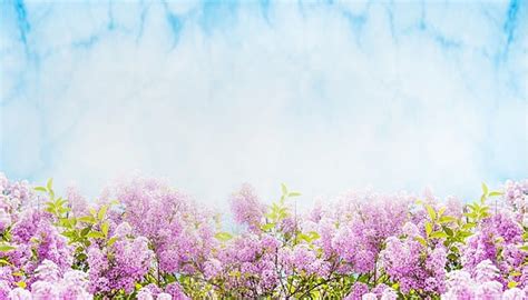 복사 공간이 있는 나무 배경 위에 신선한 라일락 꽃 테두리 사진 및 무료 다운로드를위한 그림 Pngtree