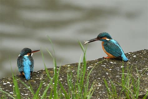 カワセミの給餌 その1 鳥好きフリーク撮り歩き