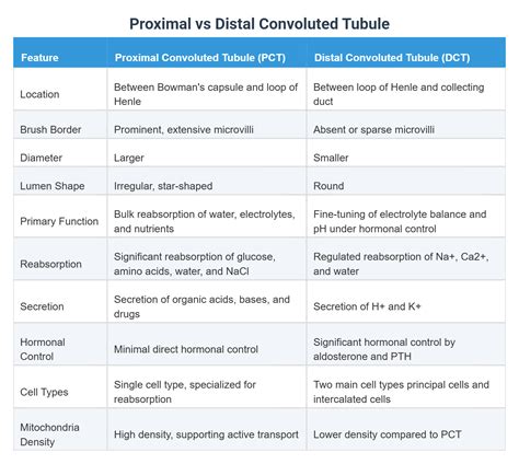 Proximal Vs Distal Convoluted Tubule