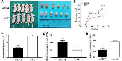 Long Noncoding Rna X Inactive Specific Transcript Facilitates Cellular