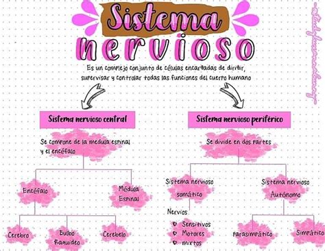 Plantillas Para Mapas Conceptuales En Word Bonitos Plancusio