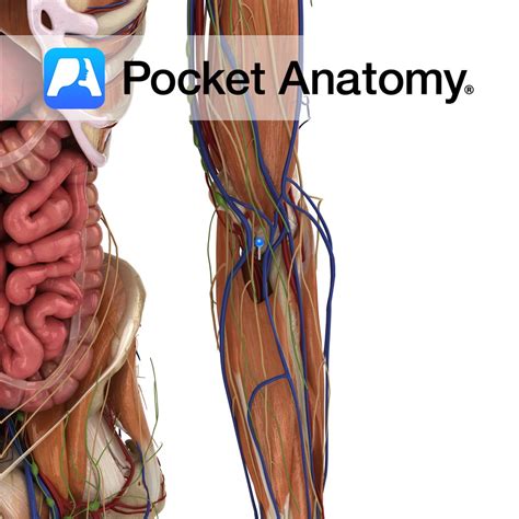 Infraglenoid Tubercle
