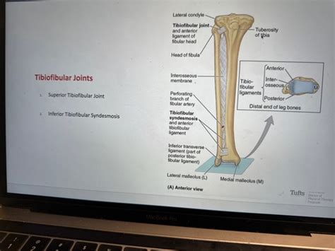 314 Tibiofibular Joint Flashcards Quizlet