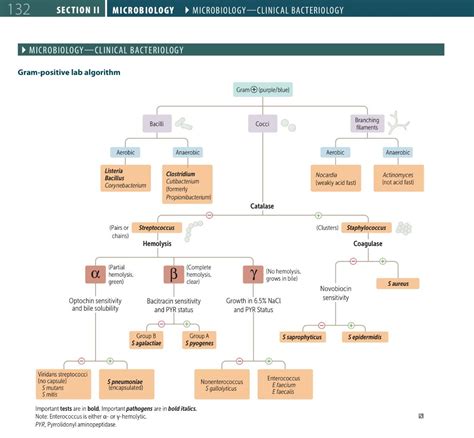 Gram Positive Bacteria Algorithm Streptococcus Pneumoniae Community