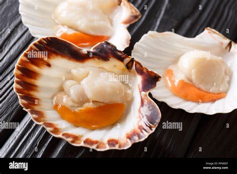 Seafood Background With Fresh Scallops In White And Brown Shells