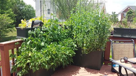 Window Box Herbs