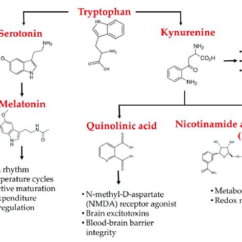 Schematic Demonstration Of Tryptophan Metabolites Its Related