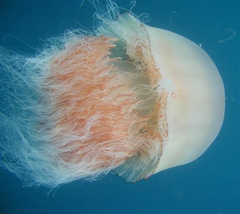 Nomuras Jellyfish Theworldofjellyfish