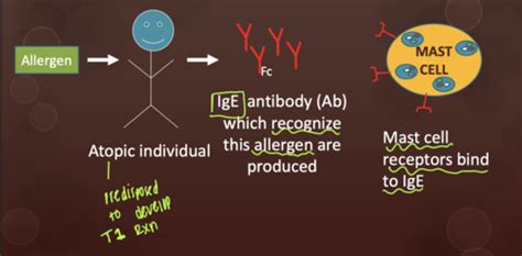 Lecture 13 Hypersensitivity Flashcards Quizlet