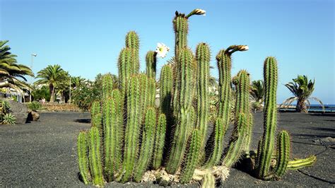 선인장 사막 테 네리 Pixabay의 무료 사진 Pixabay