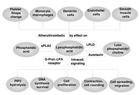 The Role Of ApoA I Mimetic Peptides Preventing Atherothrombotic And Download Scientific Diagram