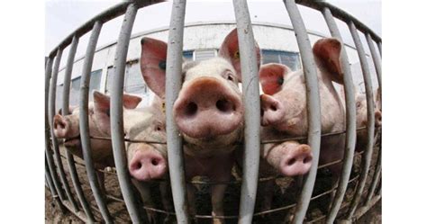 Африканската чума по свинете продължава да затваря хиляди полски ферми Български Фермер