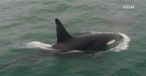 제주서 참돌고래 떼 첫 포착 보호종 범고래도 출현
