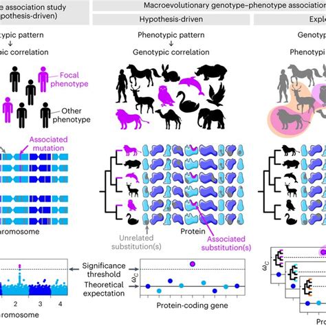 Analysis Of The Genotypephenotype Association Within And Between Download Scientific Diagram