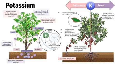 How Does Potassium Affect Plant Growth Step By Step Guide