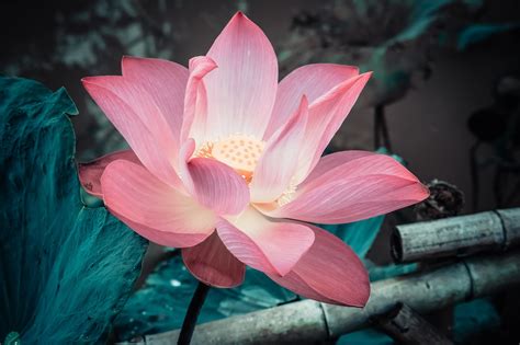꽃들 로터스 자연 Pixabay의 무료 사진 Pixabay