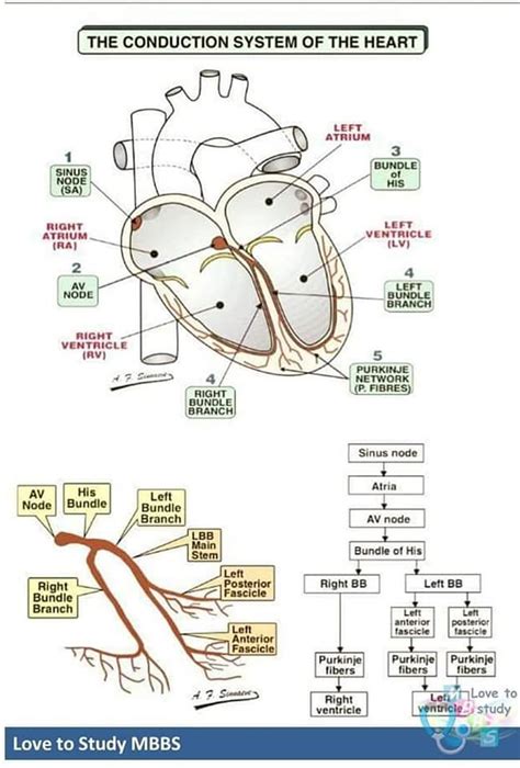 Clinical Anatomy And Operative Surgery Facebook