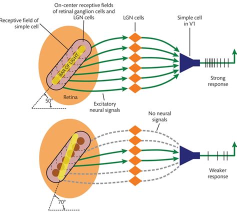 Solved 5a Describe Whats Happening In The Following Chegg Com