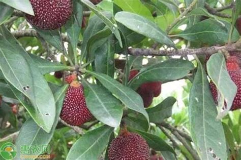 杨梅种植多久可以施肥？ 惠农网