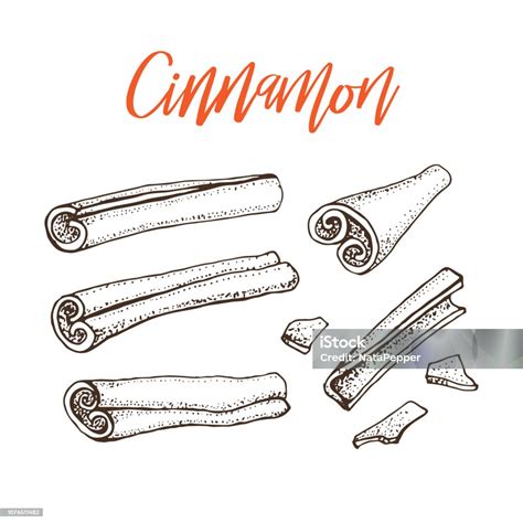 계 피 스틱 향기로운 향미료 세트의 그림을 벡터 계절 음식 그림 흰색 절연입니다 향신료와 맛의 손으로 그려진된 밑그림입니다 요리 및 Mulled 와인 성분입니다 가지 식물