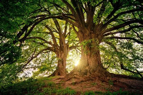 Tree Wisdom The Blog For Whats Your Sign Com By Avia Symbolic Meanings Blog By Avia Venefica