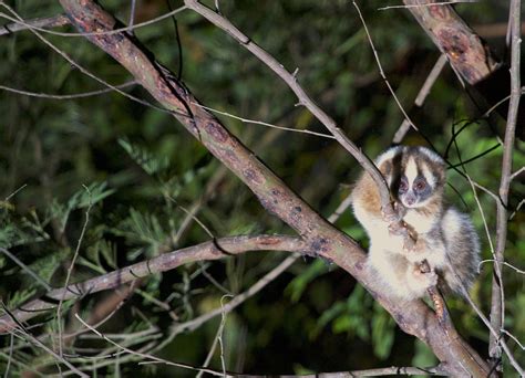Cute But Deadly Slow Lorises And Venom Ptes