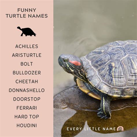 310 Best Turtle Names Cute Funny And Turtle Ly Awesome Every Little Name