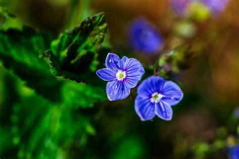 블루 트루 잊어 버린 나 아니 녹색 배경 푸른 야생화 블루 플라워 꽃잎 질감 스타멘과 피스틸 클로즈업 약용 꽃 봄에 피는 잔디 녹색 잎 0명에 대한 스톡 사진 및 기타